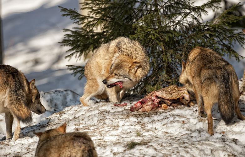 Wolves hunted by helicopter to save caribou // GOHUNT. The Hunting Company