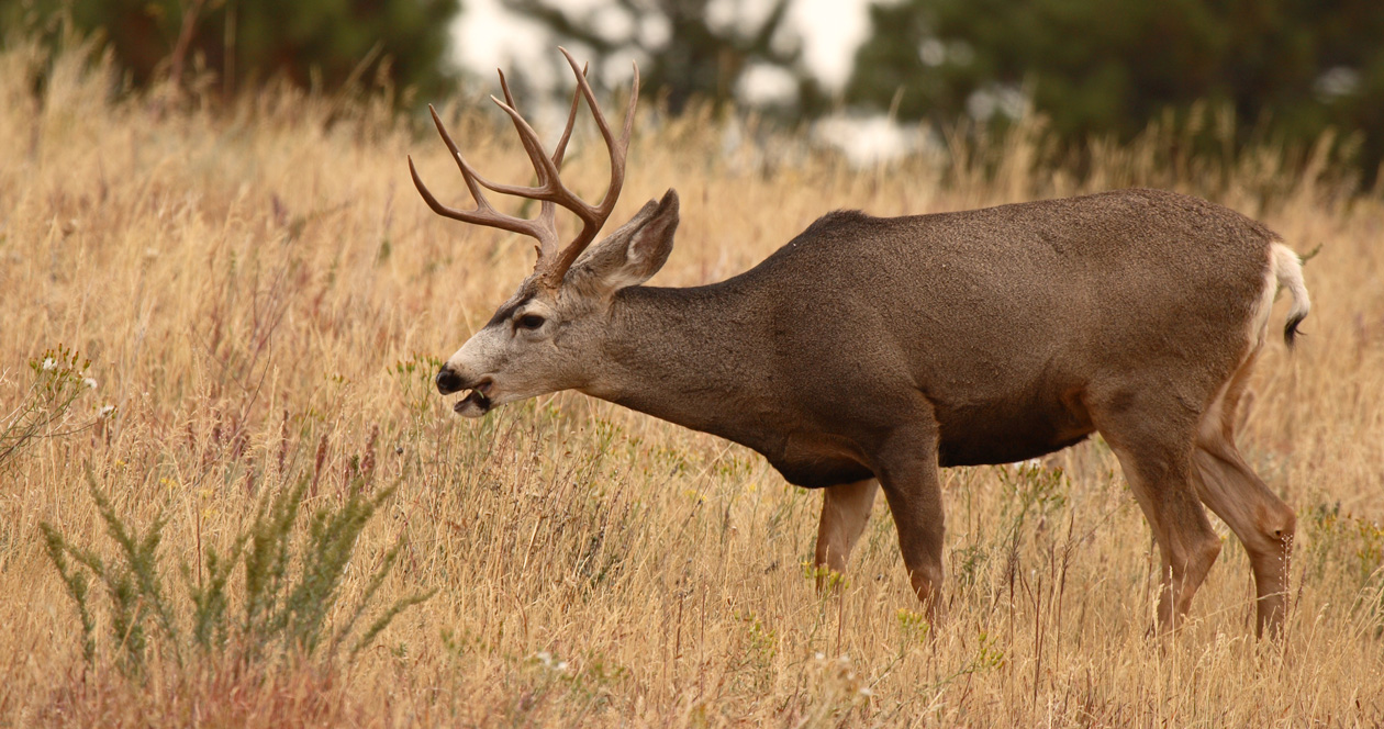 New mule deer antler restrictions in Texas pay off // GOHUNT. The ...