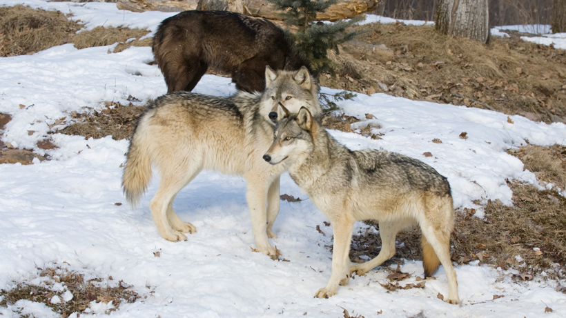 Oregon officials find five dead wolves // GOHUNT. The Hunting Company