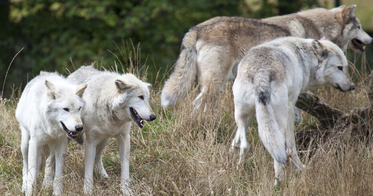 Wyoming approves 4 month wolf season // GOHUNT. The Hunting Company