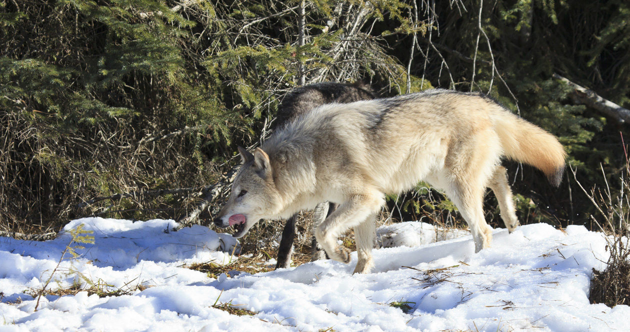 Increased depredation by Washington wolf packs // GOHUNT. The Hunting ...