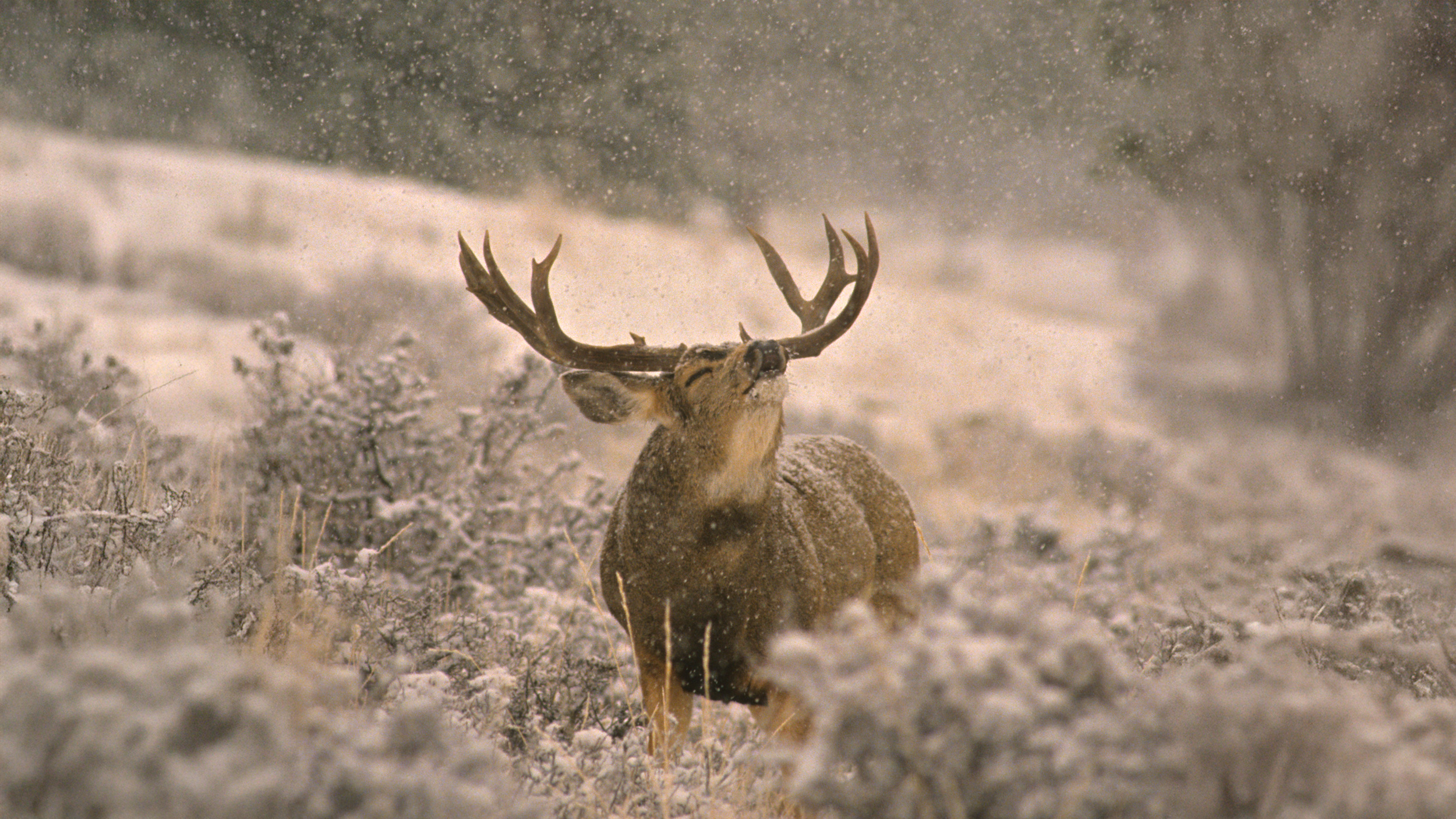 Application Strategy 2025: Colorado mule deer tips, strategies and ...