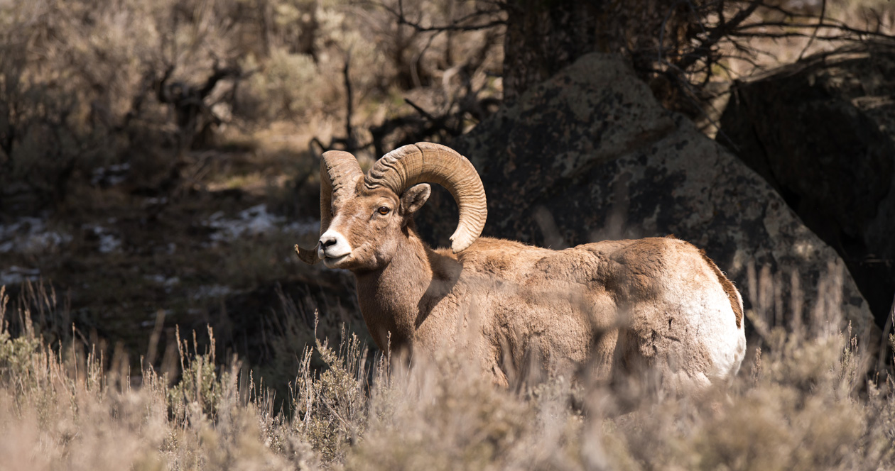 Washington bighorn sheep herd tested for disease // GOHUNT. The Hunting ...