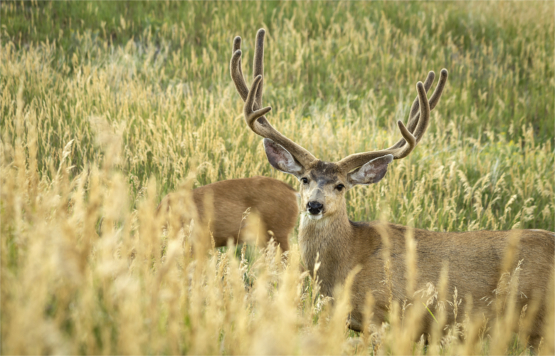 Kansas cuts mule deer permits this year by 100 // GOHUNT. The Hunting ...