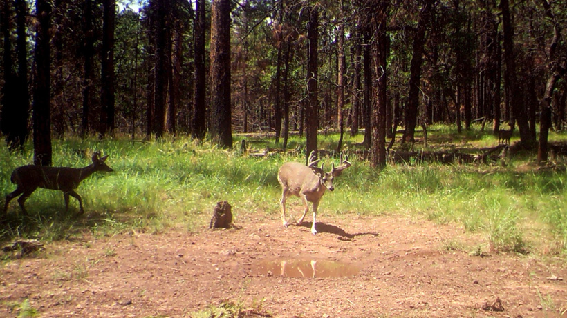 Arizona’s top over-the-counter deer units for 2016 // GOHUNT. The ...