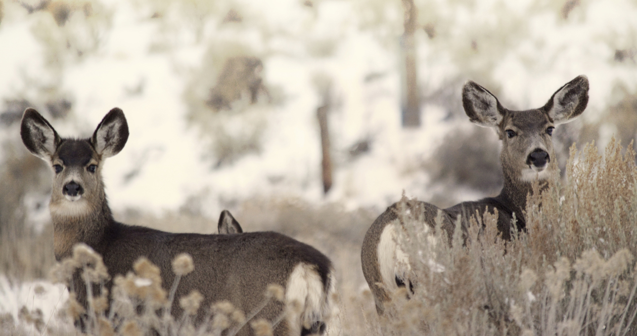 Idaho cuts antlerless mule deer tags in Southeast Region // GOHUNT. The ...