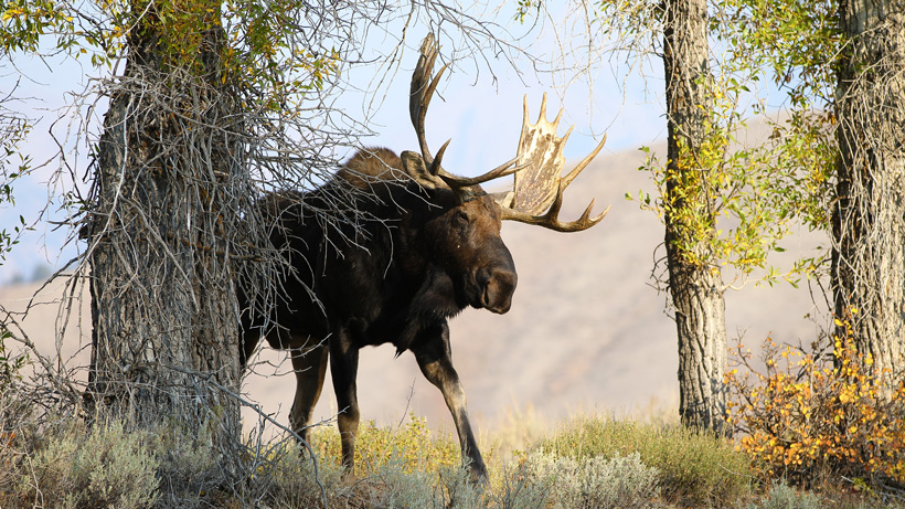 Public comment period open for Idaho moose, sheep, goat tag number ...
