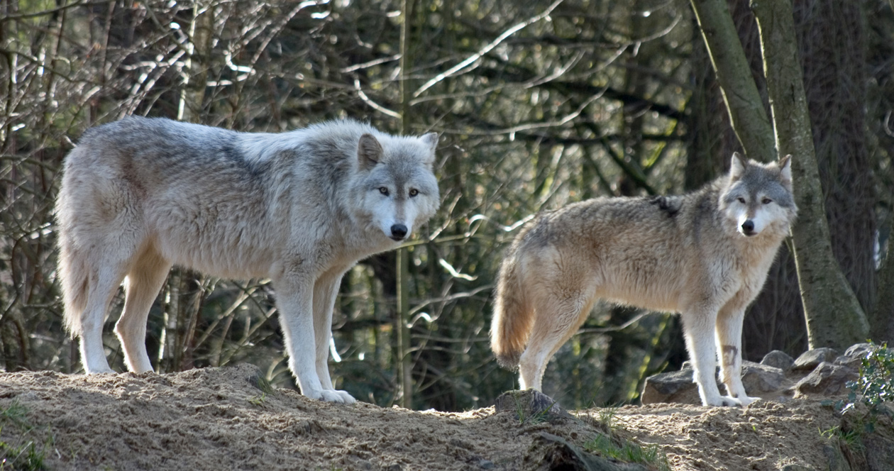 Michigan’s Isle Royale only has two wolves left // GOHUNT. The Hunting ...