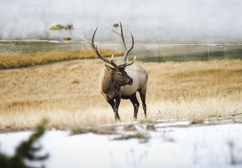 Bitterroot elk on the rise // GOHUNT. The Hunting Company