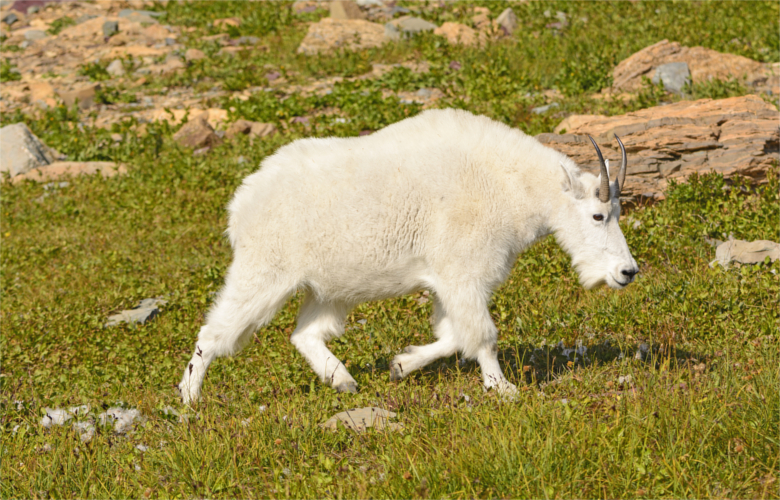 Potential over-the-counter mountain goat hunt in Wyoming // GOHUNT. The ...