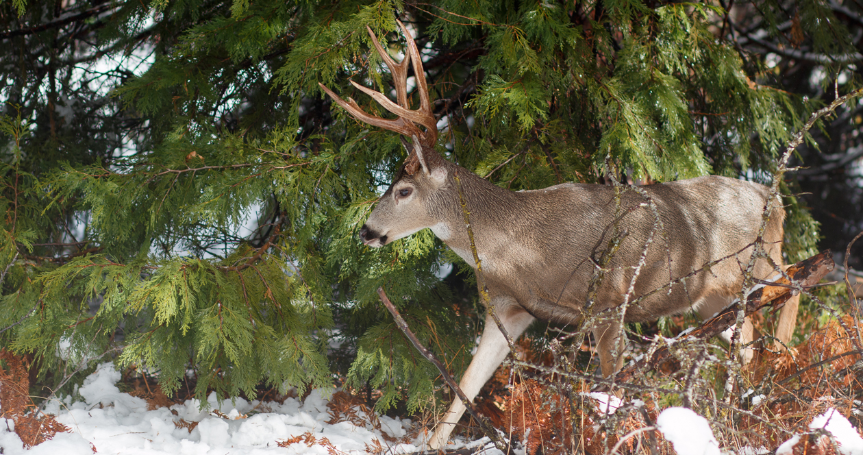 Mule deer study underway in Washington State // GOHUNT. The Hunting Company