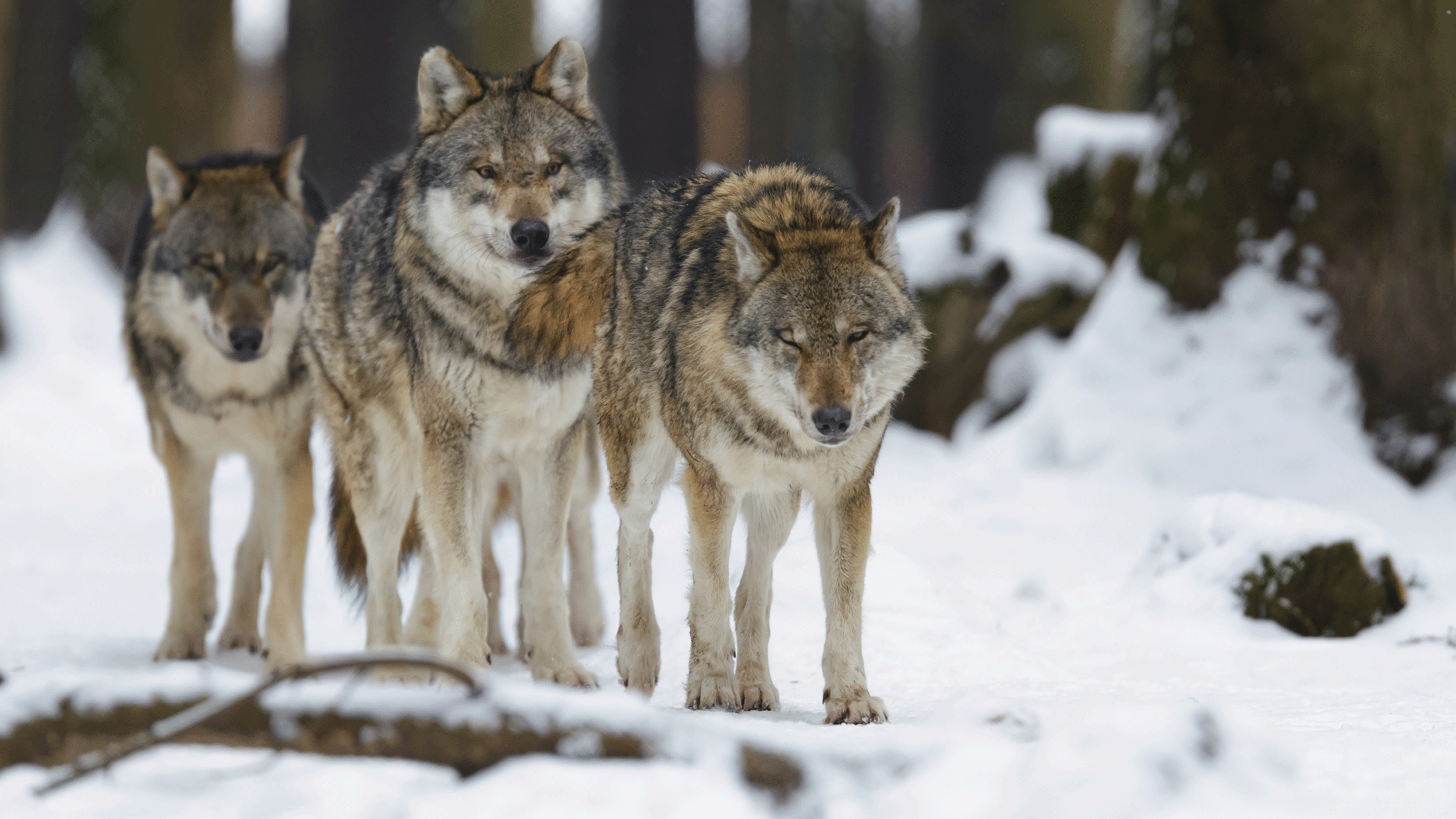 Montana releases final wolf management plan // GOHUNT. The Hunting Company