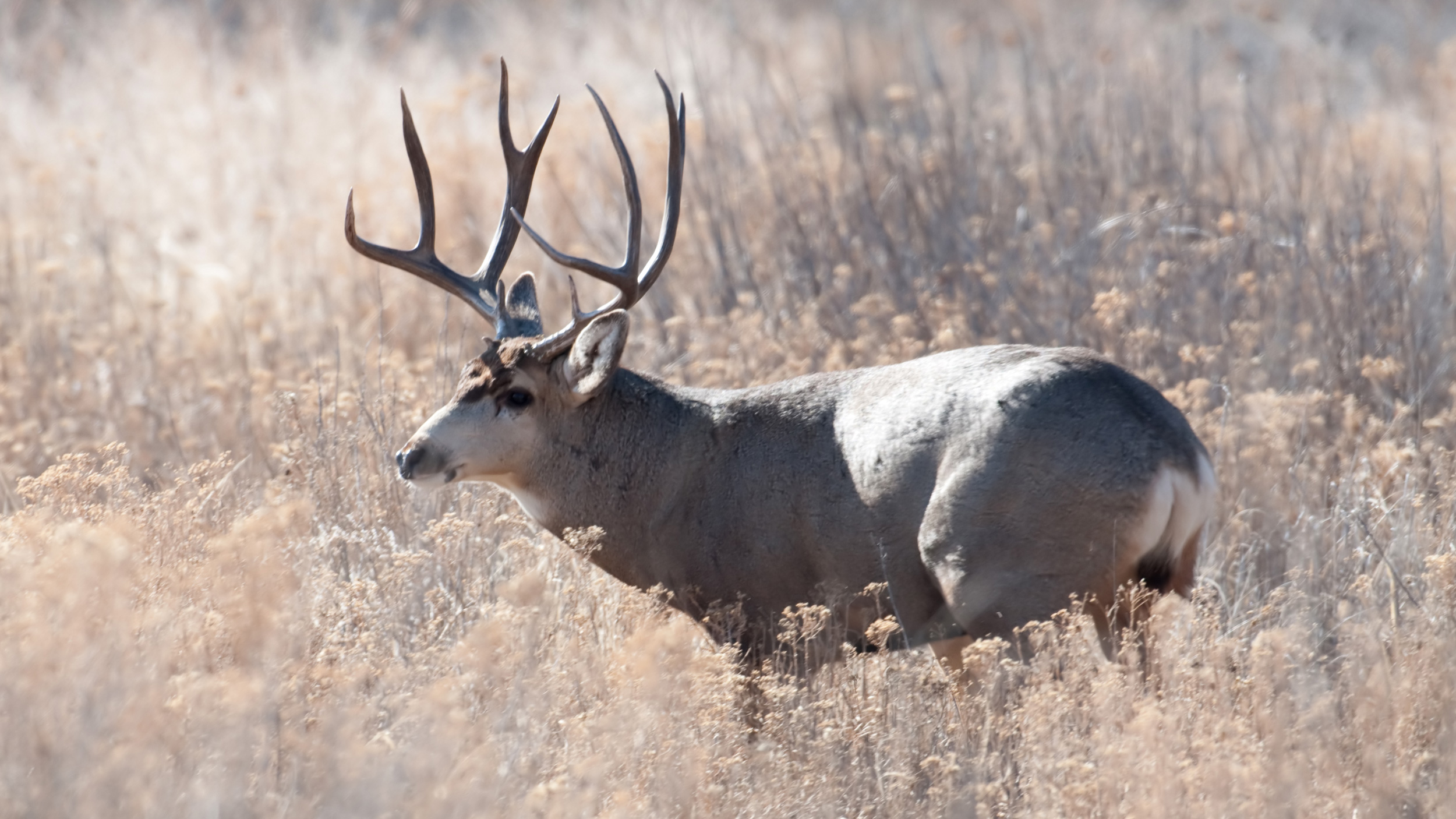 Montana FWP seeks public comment on new mule deer management plan ...
