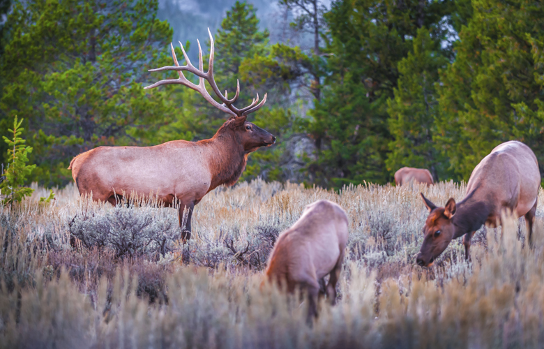 Poaching does not pay // GOHUNT. The Hunting Company