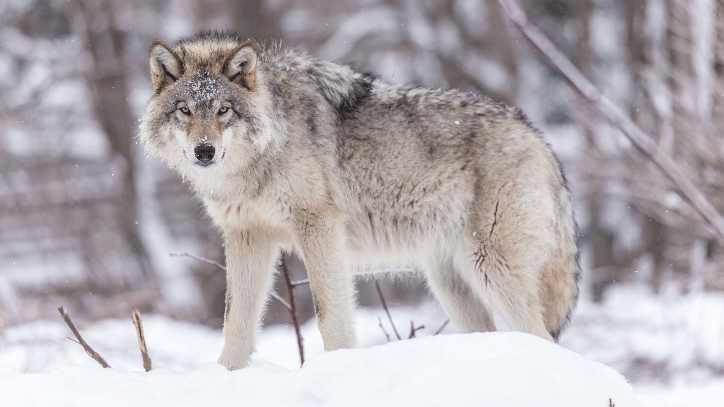 Colorado confirms female wolf in Fremont County // GOHUNT. The Hunting ...