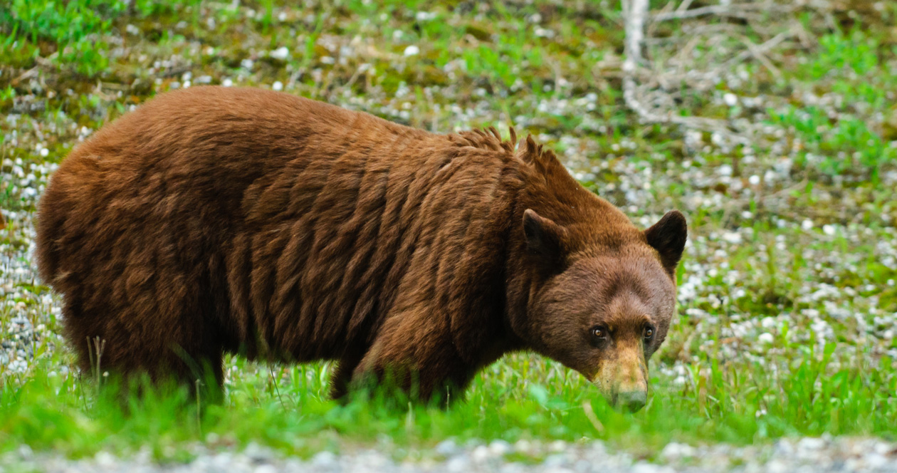 Washington state's hunting is under attack and why you should pay ...