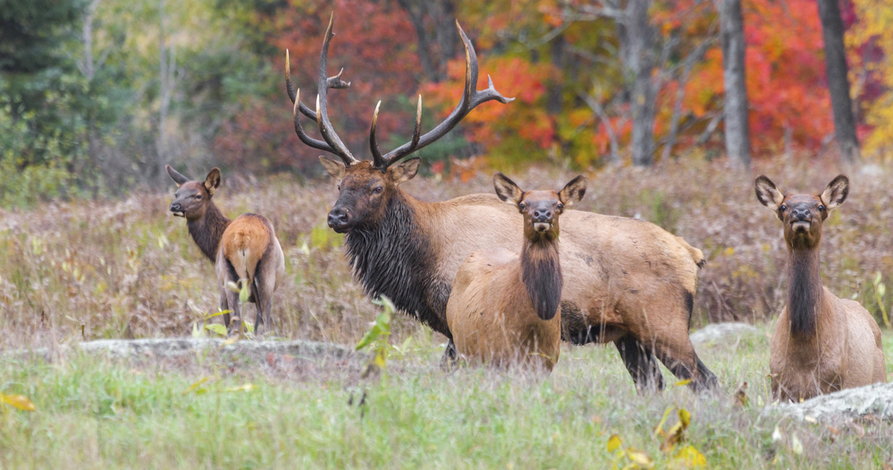 Potential 2020 Colorado elk, antelope, moose, and black bear license changes // GOHUNT. The ...