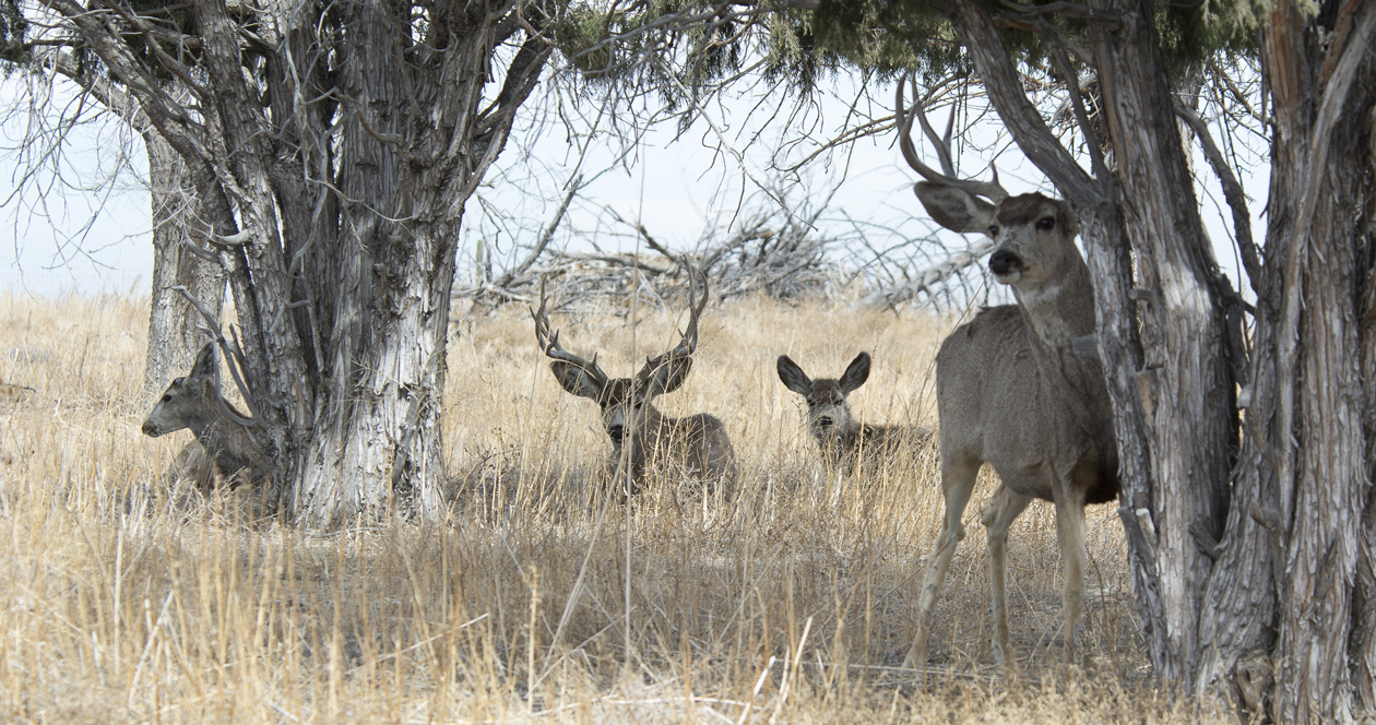 Utah deer populations healthy after long winter // GOHUNT. The Hunting ...