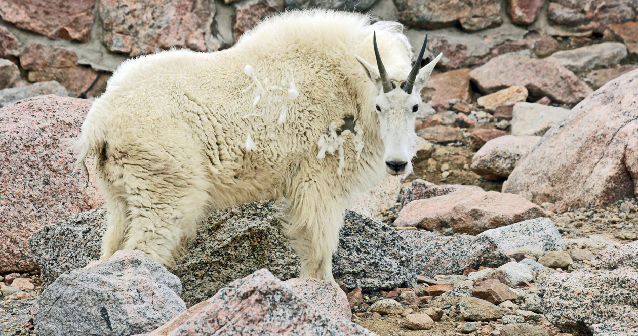 Grand Teton mountain goat cull over for now // GOHUNT. The Hunting Company