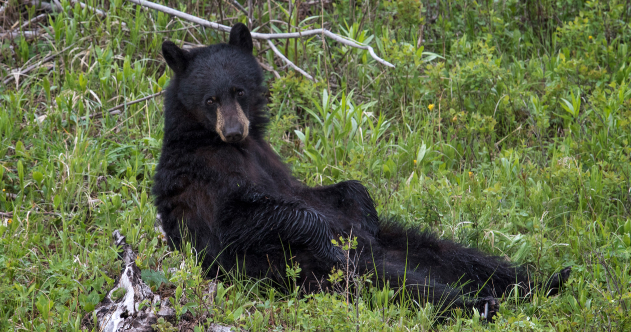 California SB 252 to ban bear hunting withdrawn as over 27,000 sign ...