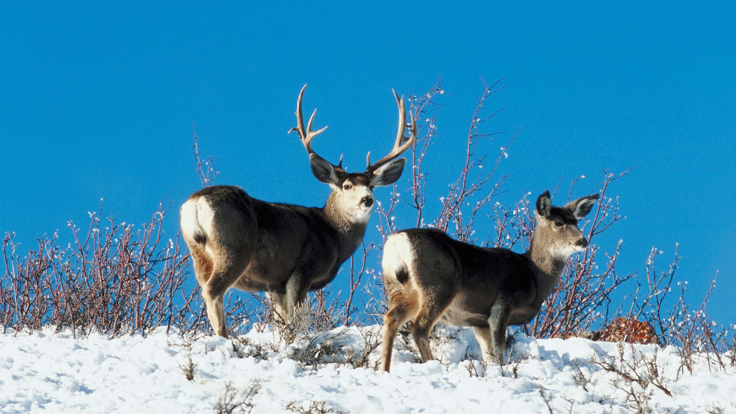Information released about Idaho's 2026 general season nonresident deer ...