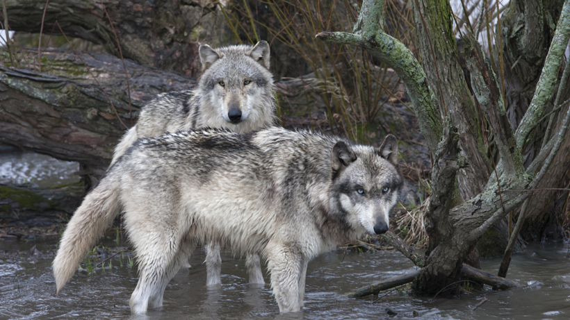 Montana wolf populations remain strong // GOHUNT. The Hunting Company