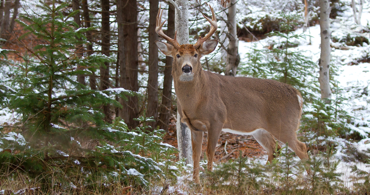 Kansas charges three men with Lacey Act violation // GOHUNT. The ...