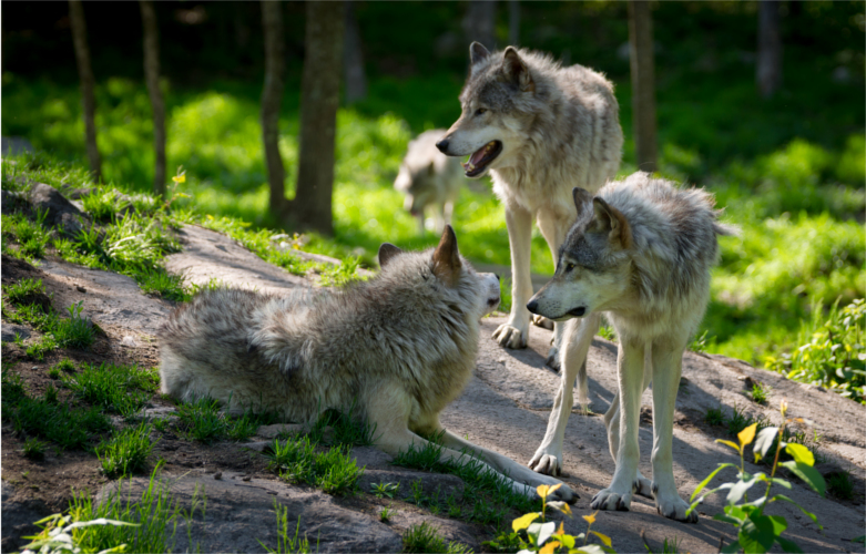 Wyoming goes to court to regain control of state wolves // GOHUNT. The ...