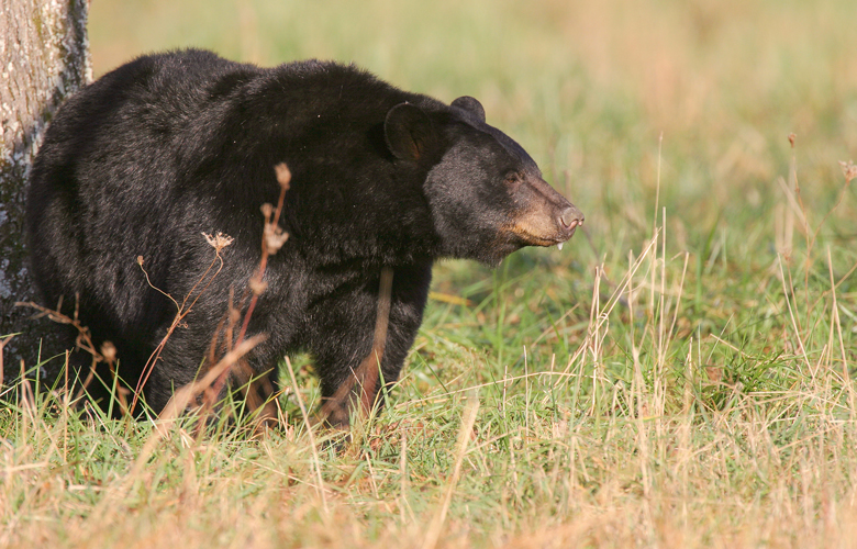 Utah approves new 2015 hunts for black bears // GOHUNT. The Hunting Company