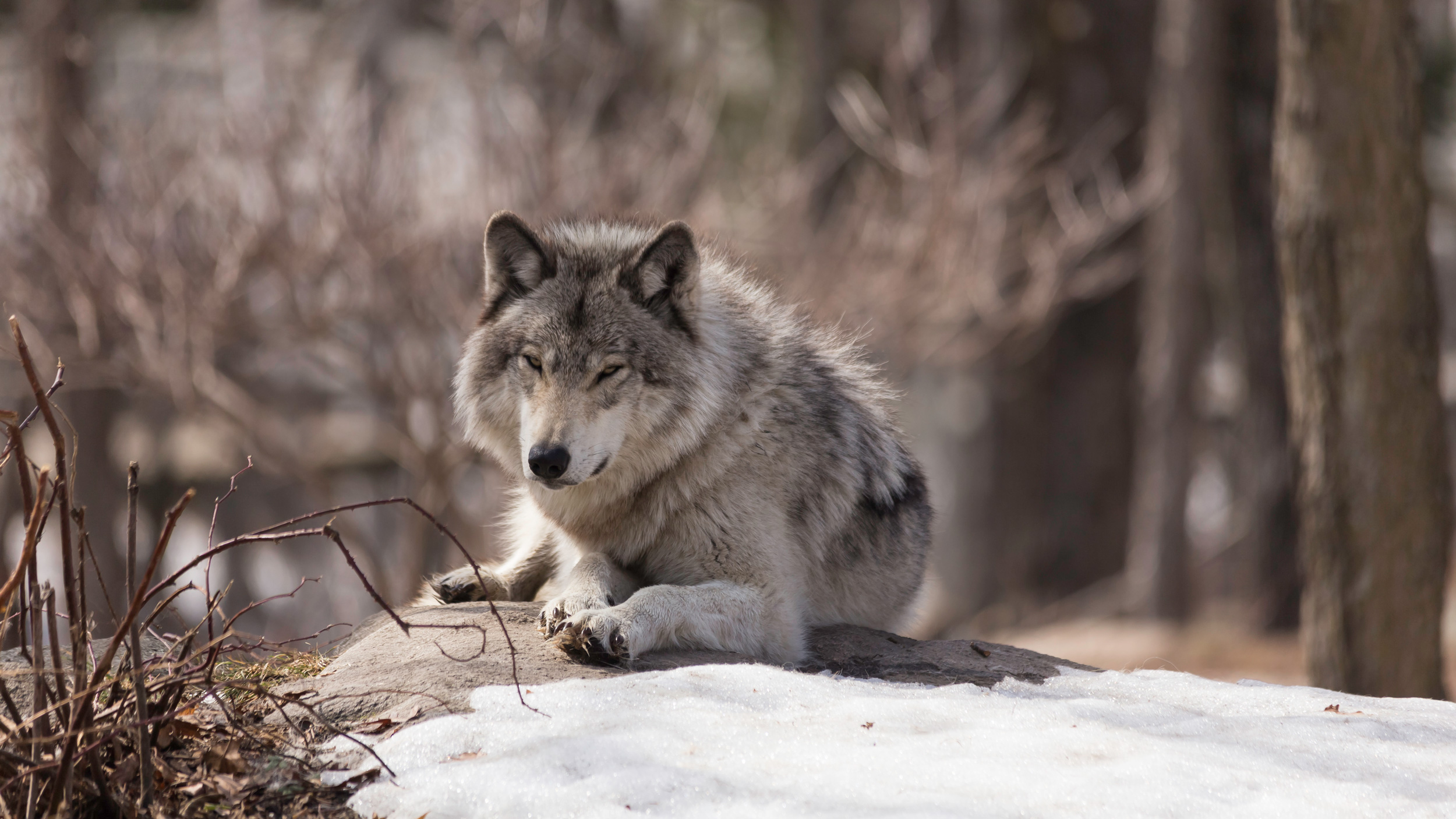 The sixth Colorado wolf has died, this recent one in northwest part of ...