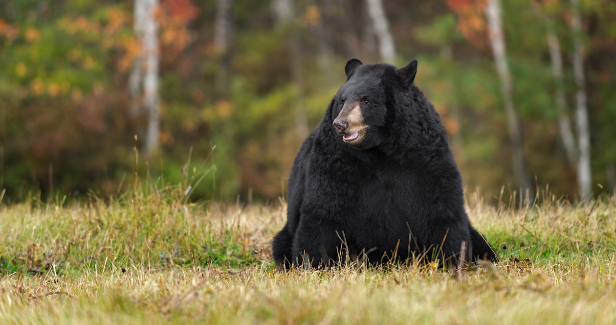 Federal judge rules bear baiting lawsuit can continue // GOHUNT. The Hunting Company