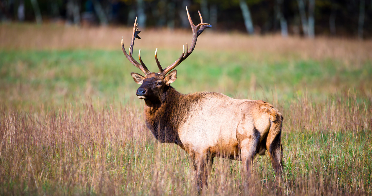 South Dakota considers elk tag raffle for Black Hills // GOHUNT. The Hunting Company
