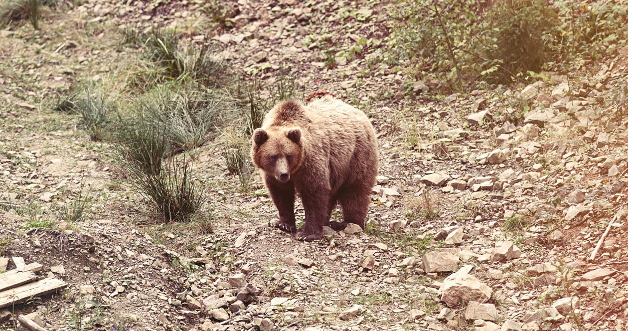 BC Wildlife Federation calls for changes to grizzly bear management ...