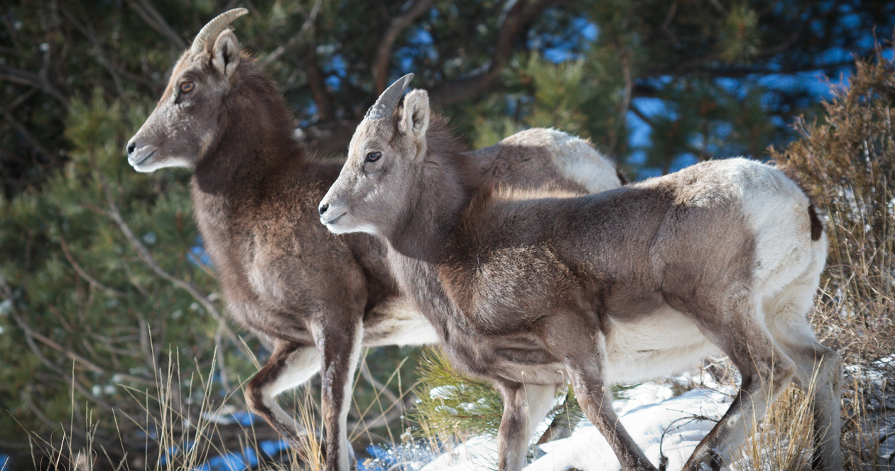 Washington bighorn sheep are healthy // GOHUNT. The Hunting Company