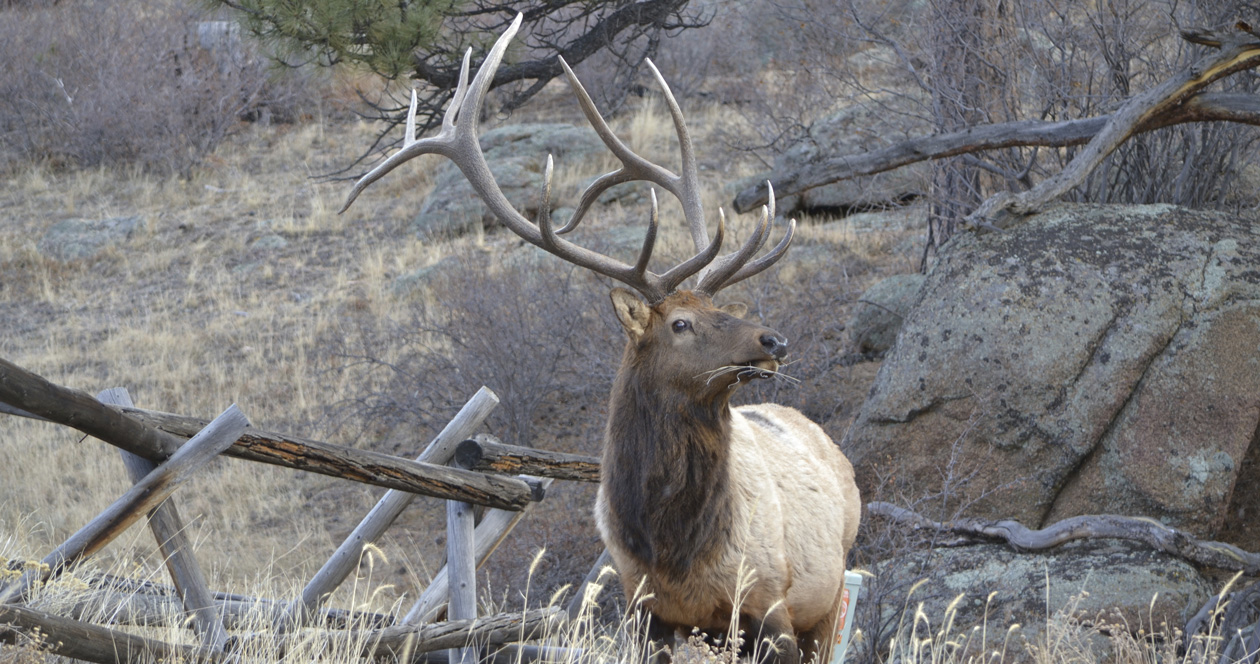 Arizona woman fatally attacked by elk // GOHUNT. The Hunting Company