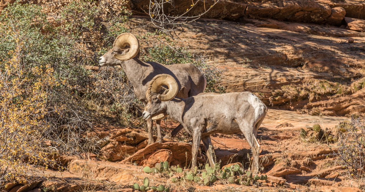How to Apply for New Mexico Bighorn Sheep and Exotic Species in 2023 // GOHUNT. The Hunting Company