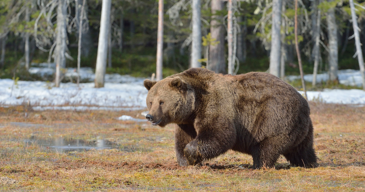 Grizzly bear relocated after “habituated behavior” on private land // GOHUNT. The Hunting Company