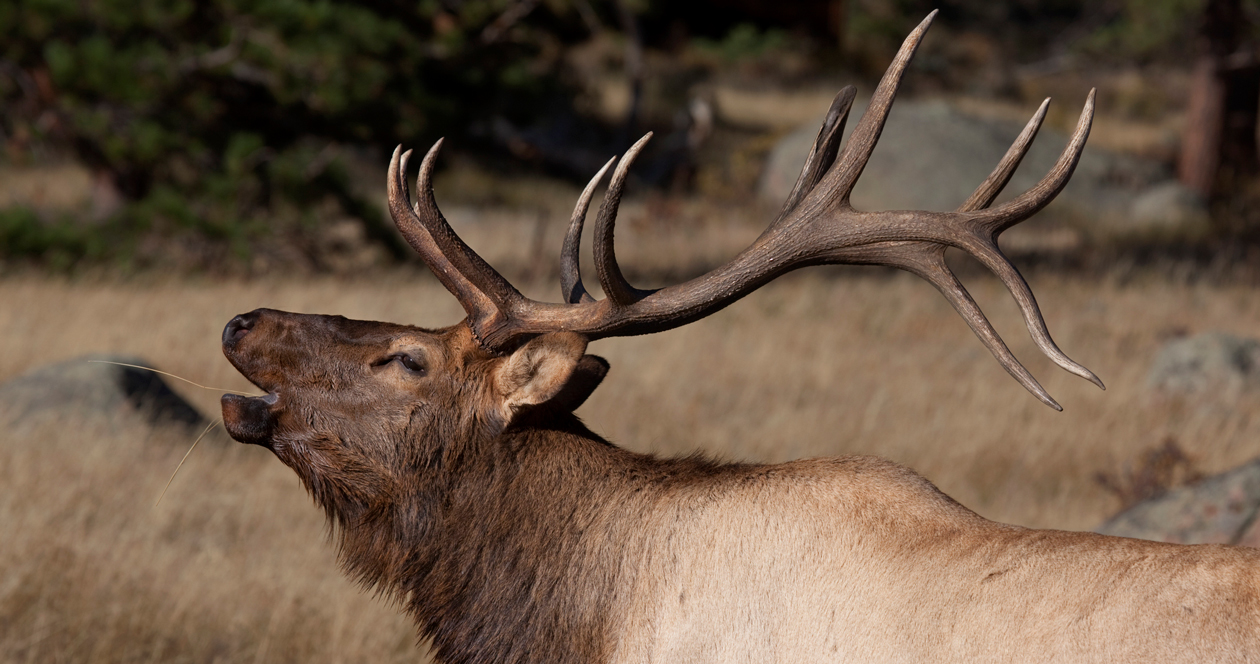 Rocky Mountain National Park closes areas to protect elk // GOHUNT. The ...