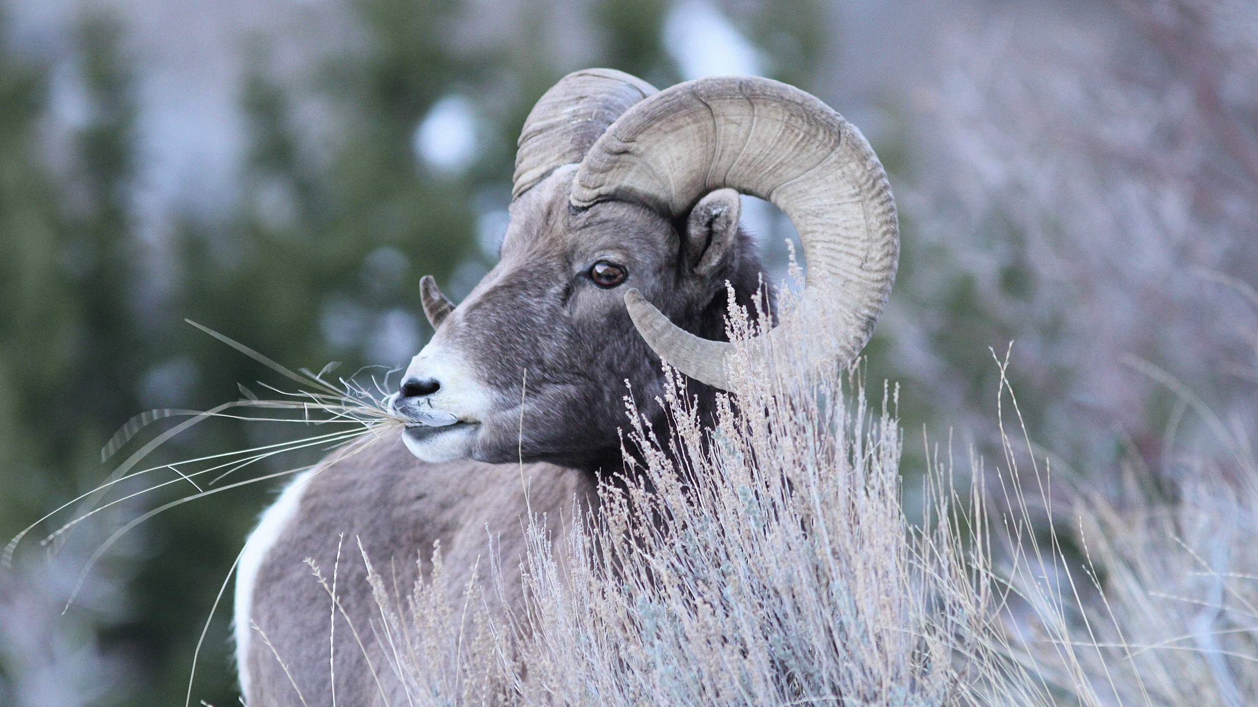 Bighorn sheep win battle against Vail housing project // GOHUNT. The ...