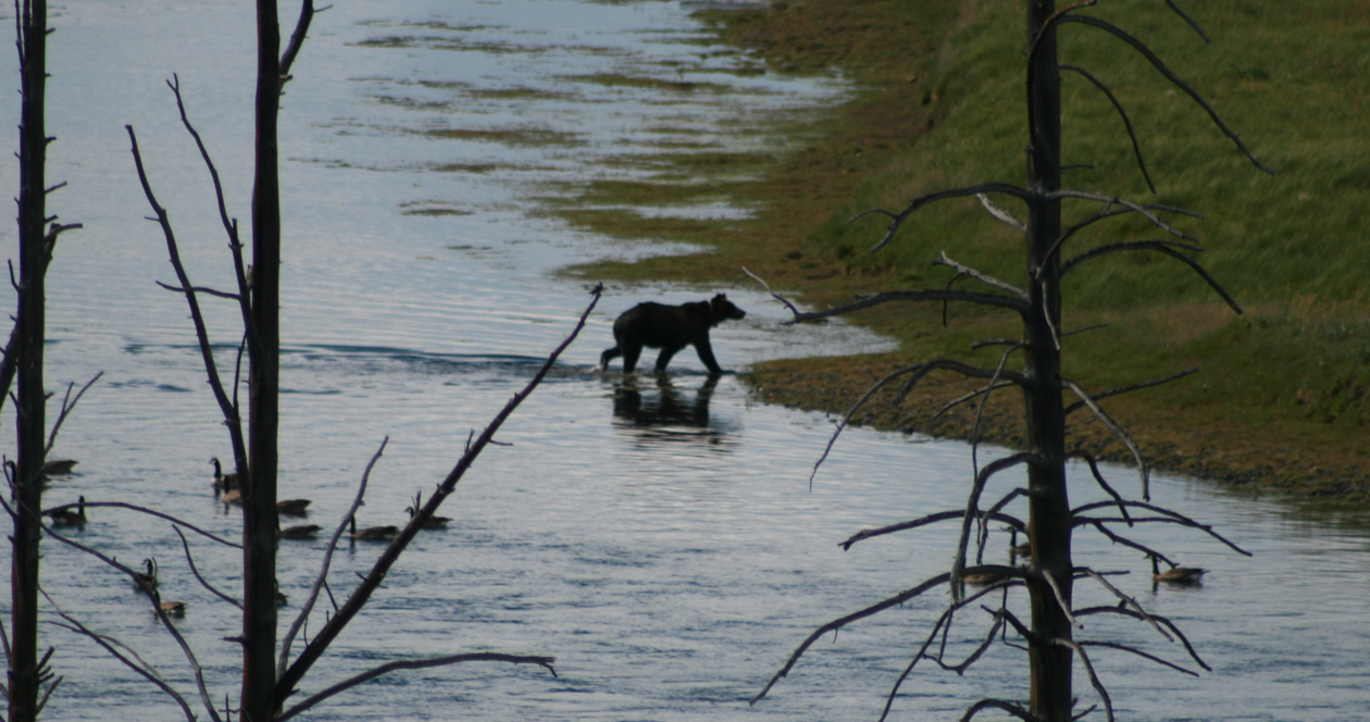 Grizzly Bear State Management Act of 2021 // GOHUNT. The Hunting Company