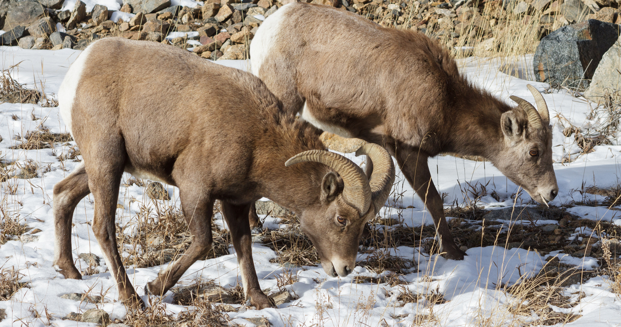 WGFD moves forward with prescribed burn for bighorn sheep // GOHUNT ...
