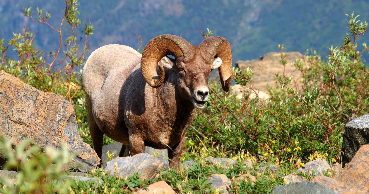 Oregon collars bighorn sheep to track disease // GOHUNT. The Hunting ...