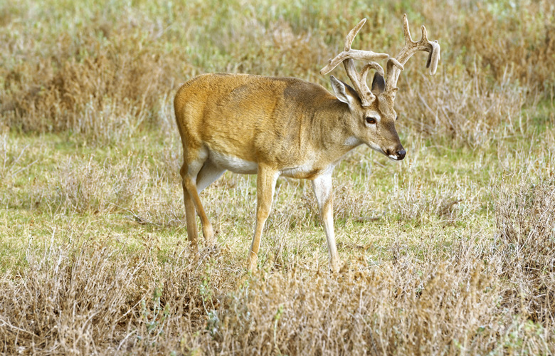 Kansas issues double buck tags to nonresidents // GOHUNT. The Hunting ...