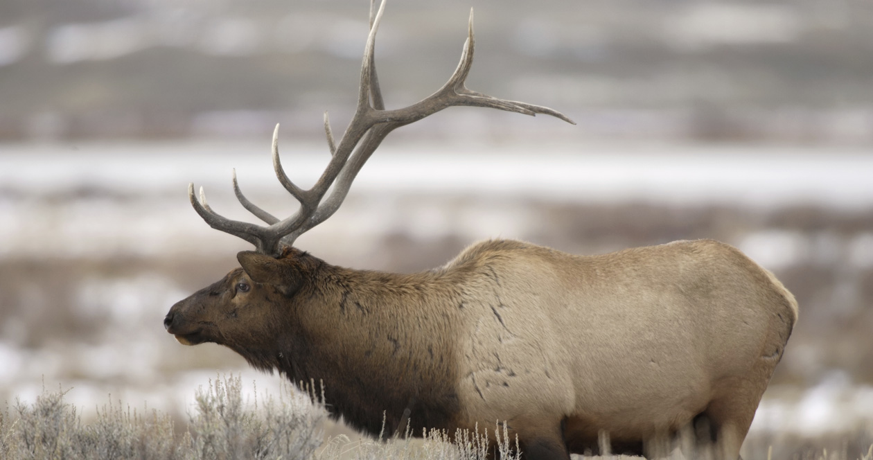 How to Apply for Utah Antelope and Elk Hunts and Additional Information ...