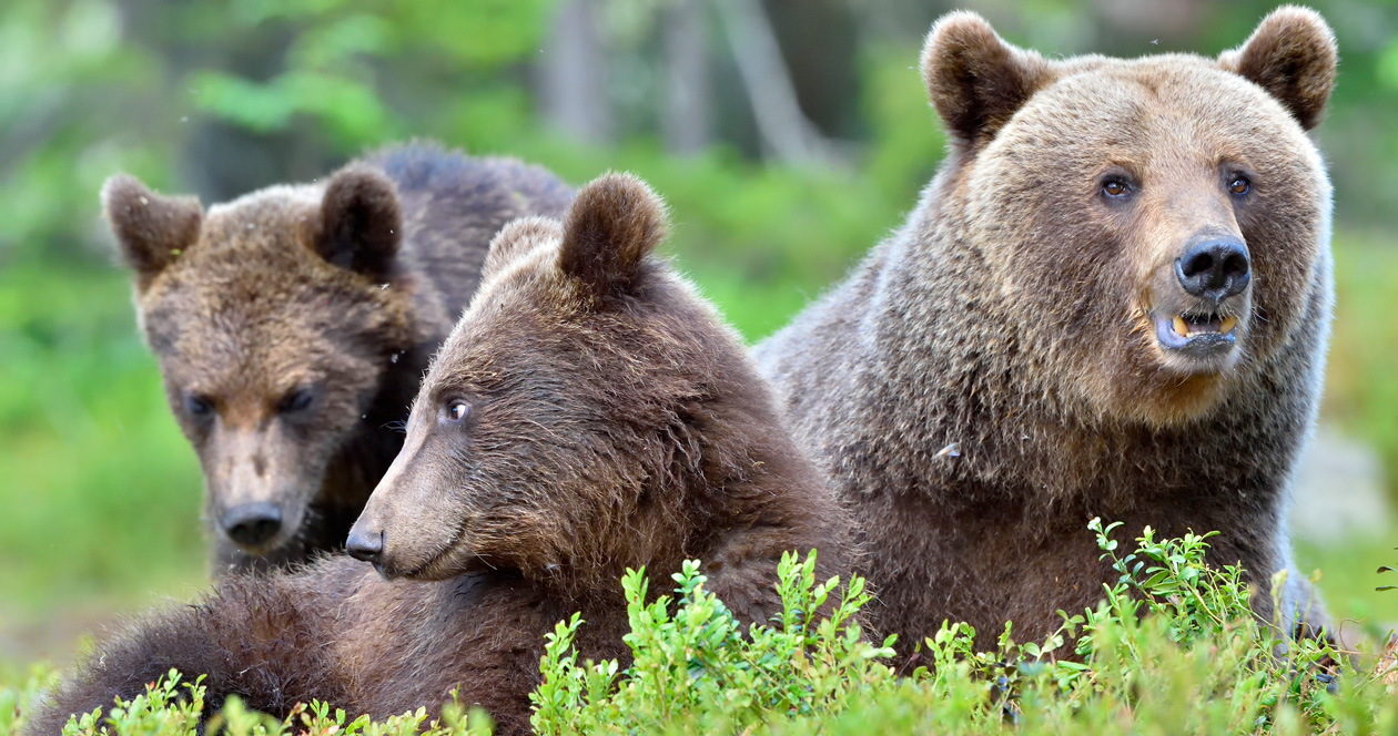 DOI faces lawsuit for dropping Northern Cascades Ecosystem grizzly ...