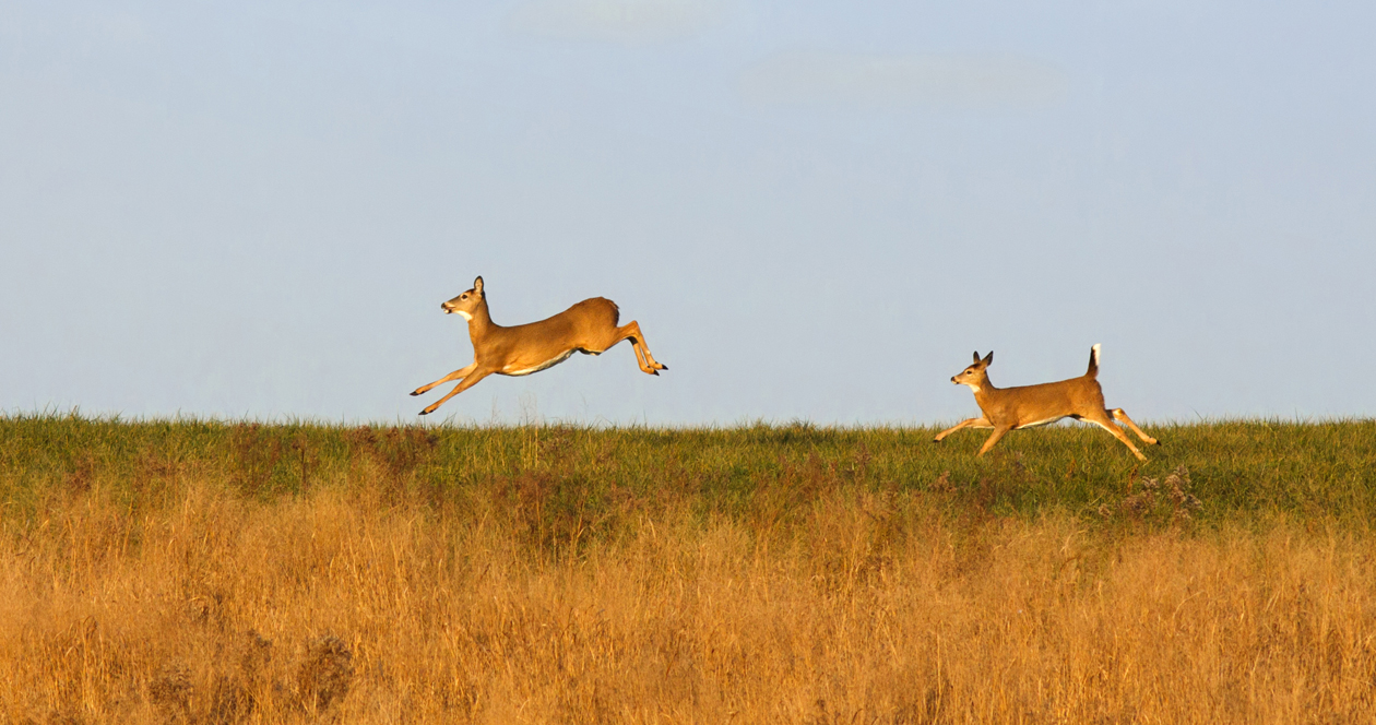 Minnesota Deer Hunters Association seeks end to deer farms // GOHUNT ...