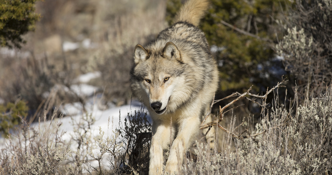 Could there be a wolf reintroduction initiative on the Colorado ballot ...
