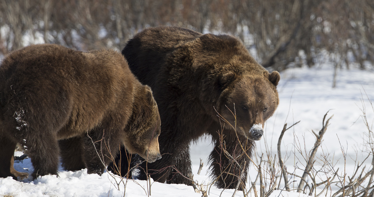 Three grizzly bears euthanized in Wyoming // GOHUNT. The Hunting Company