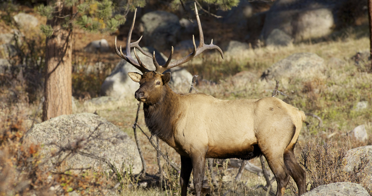 Wyoming considers changes to nonresident elk hunting regulations ...