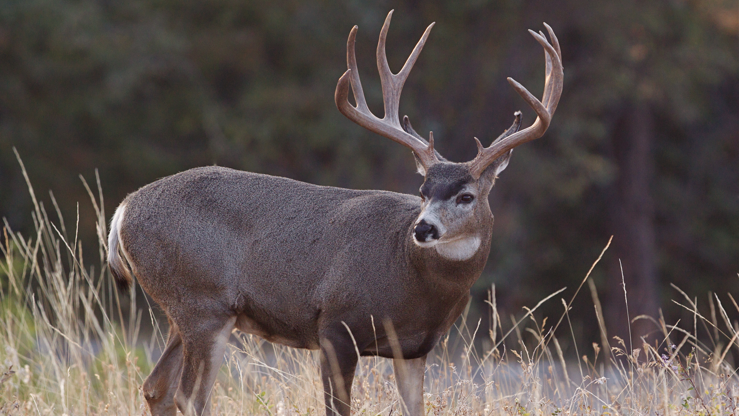 2025 OTC tags for Arizona nonresident archery deer go on sale Nov. 4 ...